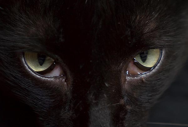 Should I Worry About My Pet s Eye Gunk 